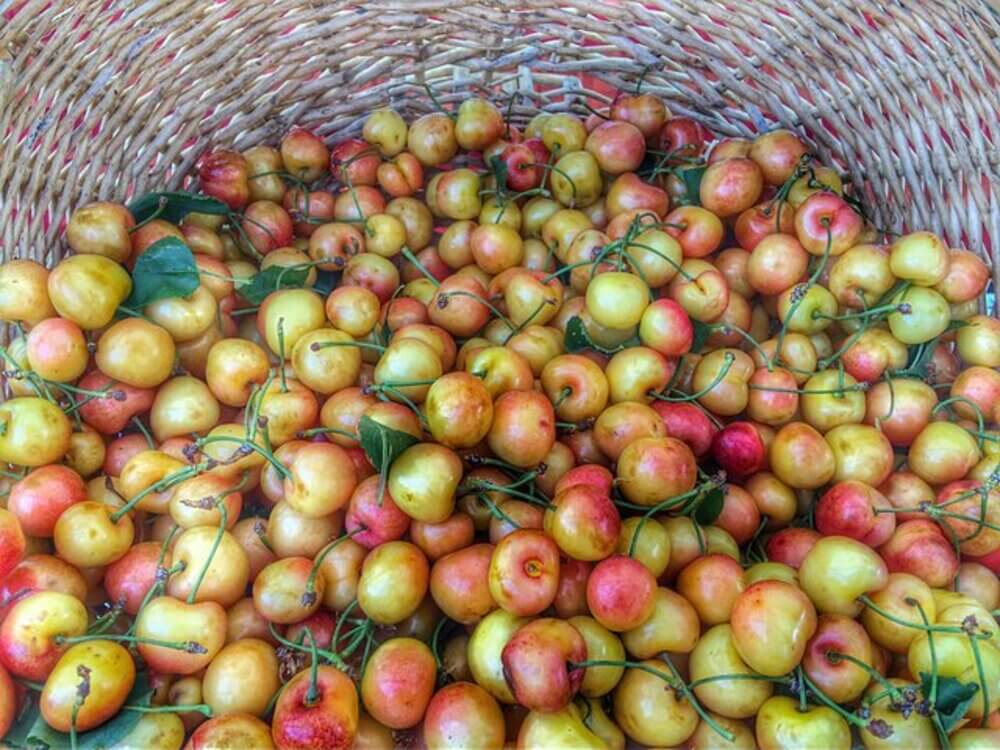27 Popular Types Of Cherries: Varieties, Uses, Benefits (Photos) | Betony