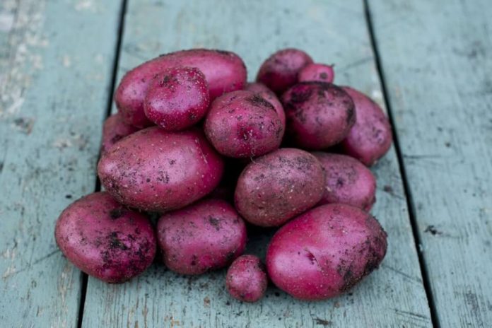 27 Popular Types of Potatoes: The Ultimate Guide With Pictures | Betony