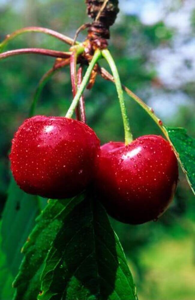 27 Popular Types Of Cherries: Varieties, Uses, Benefits (Photos) | Betony