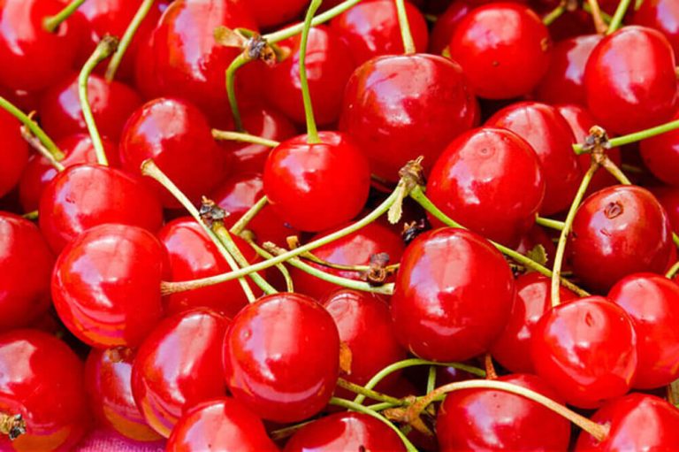 27 Popular Types Of Cherries: Varieties, Uses, Benefits (Photos) | Betony