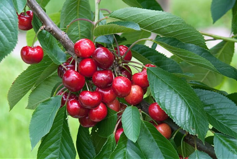 27 Popular Types Of Cherries: Varieties, Uses, Benefits (Photos) | Betony