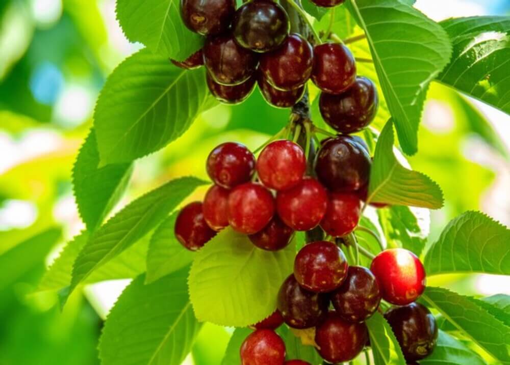 27 Popular Types Of Cherries: Varieties, Uses, Benefits (Photos) | Betony