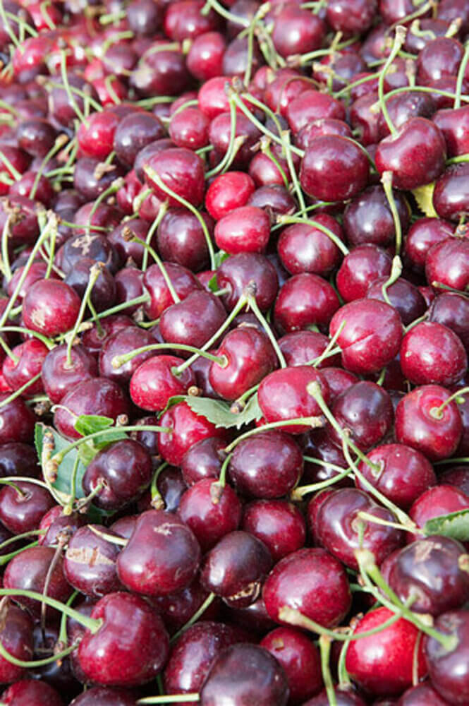 27 Popular Types Of Cherries: Varieties, Uses, Benefits (Photos) | Betony