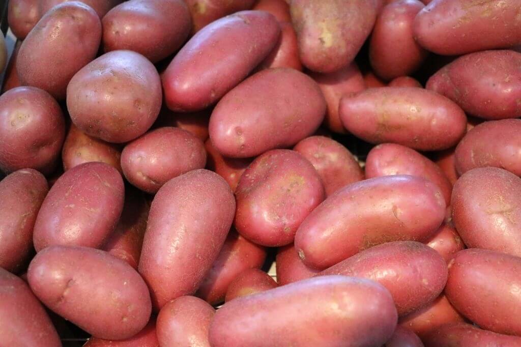 27 Popular Types of Potatoes: The Ultimate Guide With Pictures | Betony