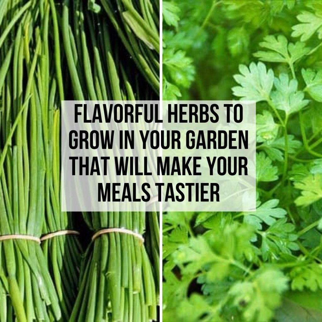 Flavorful Herbs To Grow In Your Garden That Will Make Your Meals Tastier