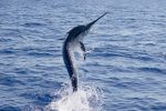 Can You Eat Marlin? The Surprising Truth About This Delicious Fish