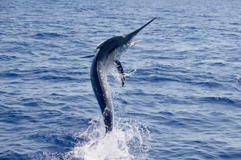 Can You Eat Marlin? The Surprising Truth About This Delicious Fish