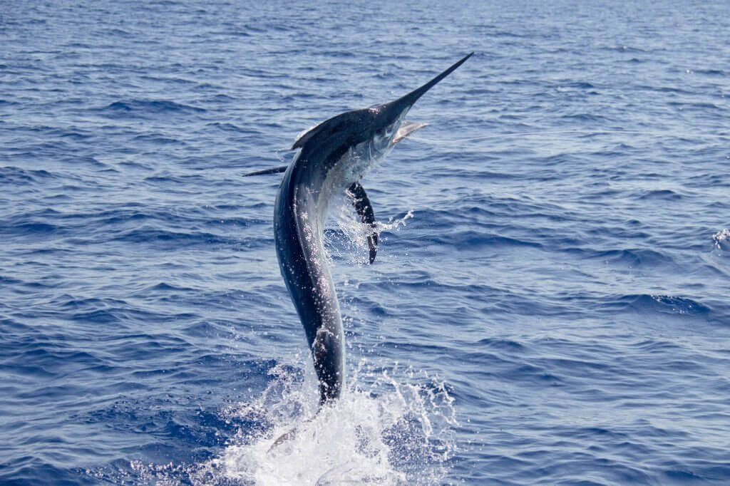 Can You Eat Marlin? The Surprising Truth About This Delicious Fish