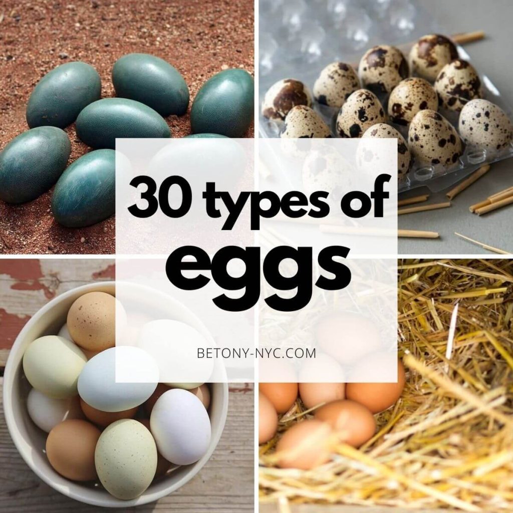 30+ Different Types of Eggs: Which One is the Healthiest for You? - Betony