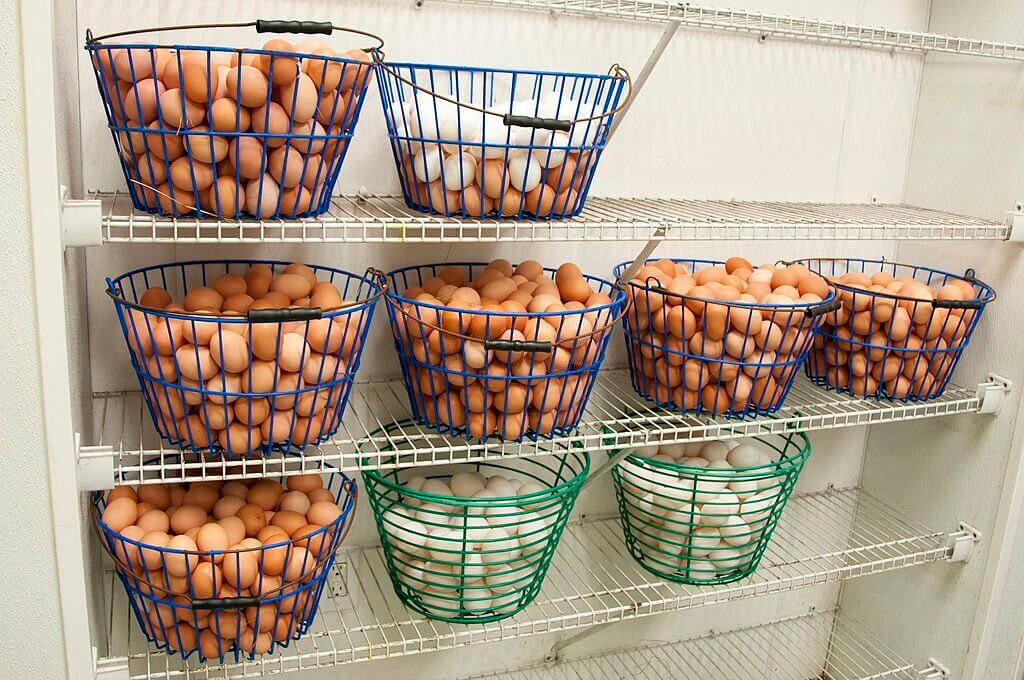30+ Different Types of Eggs: Which One is the Healthiest for You? - Betony