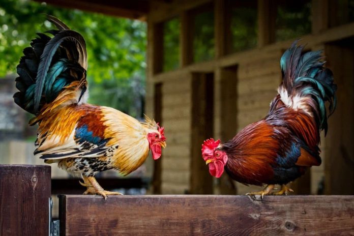 Can You Eat Roosters? Surprising Truth About This Unusual Meat