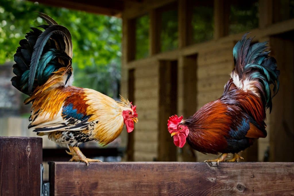 Can You Eat Roosters? Surprising Truth About This Unusual Meat