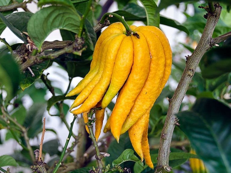 34 Different Types of Lemons and Their Uses (With Pictures)