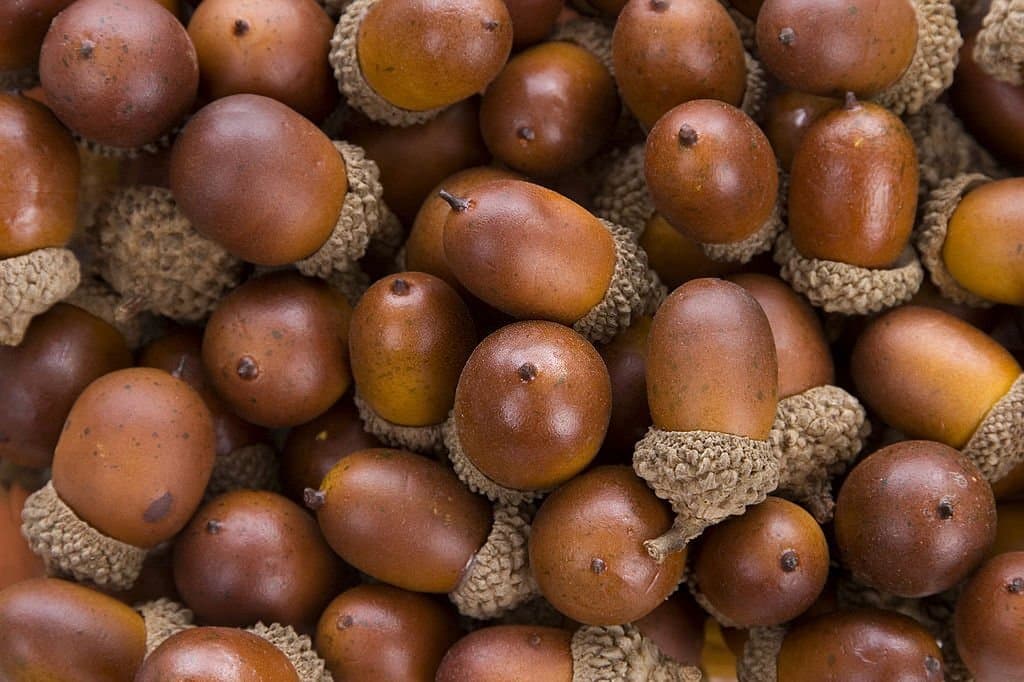Can You Eat Acorns? The Truth About This Nutty Delicacy - Betony
