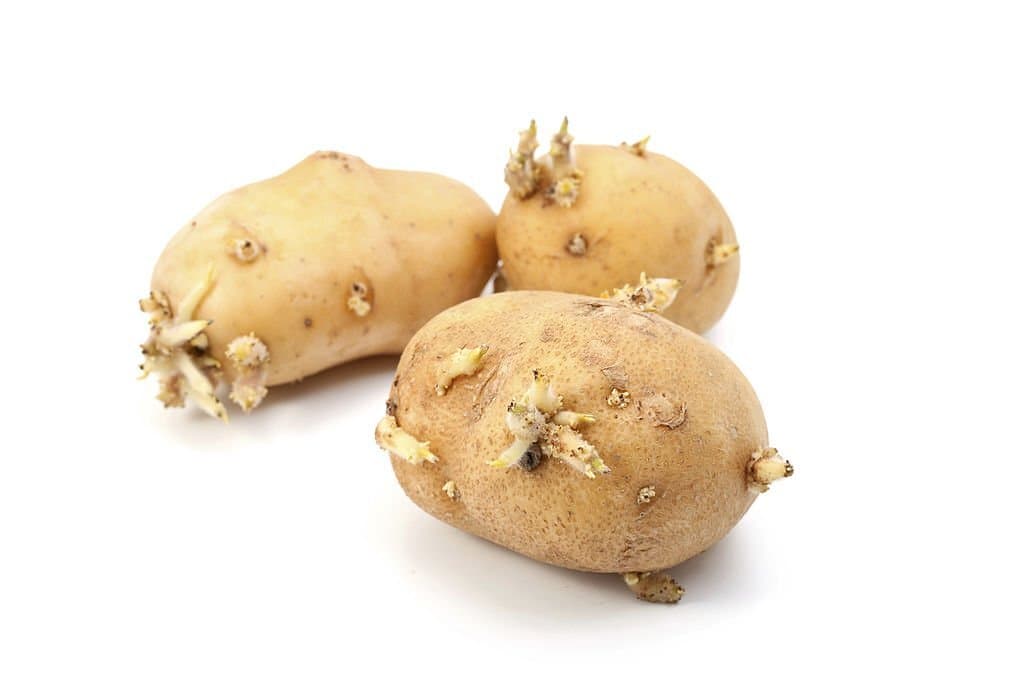 Can You Eat Sprouted Potatoes? Is It Safe? - Betony