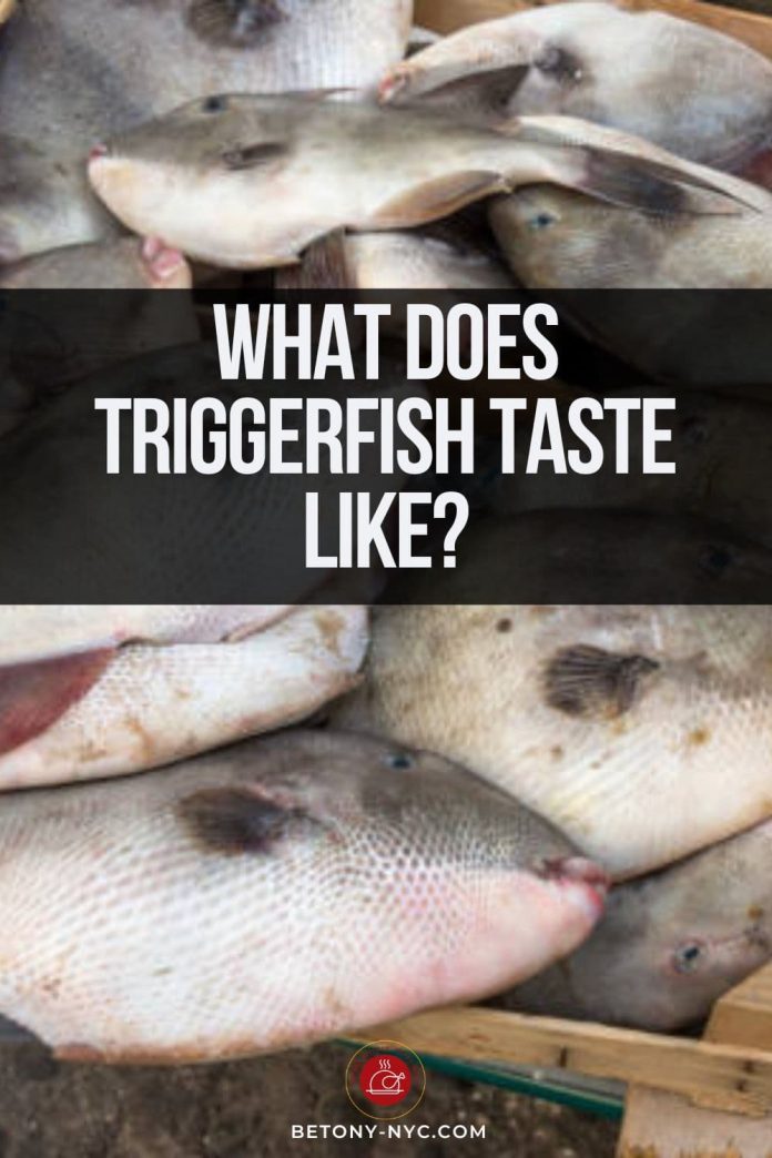 What Does Triggerfish Taste Like? - Betony