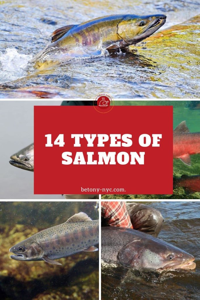 14 Different Types of Salmon and Their Nutritional Benefits