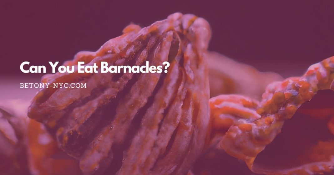 Can You Eat Barnacles Betony